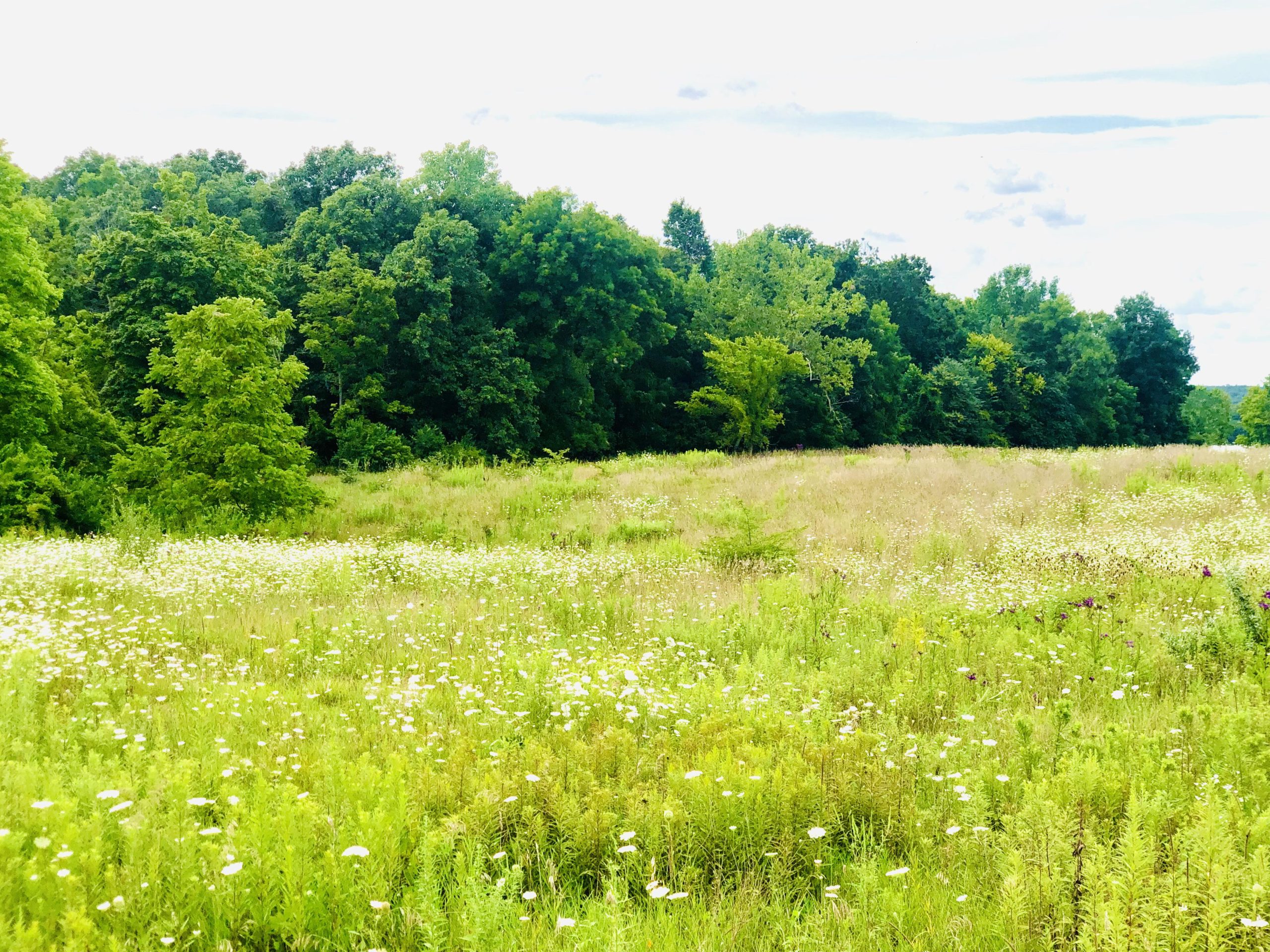 16.5 Acres of Beautiful Rolling Land Ready for New Home or Hunting Camp ...